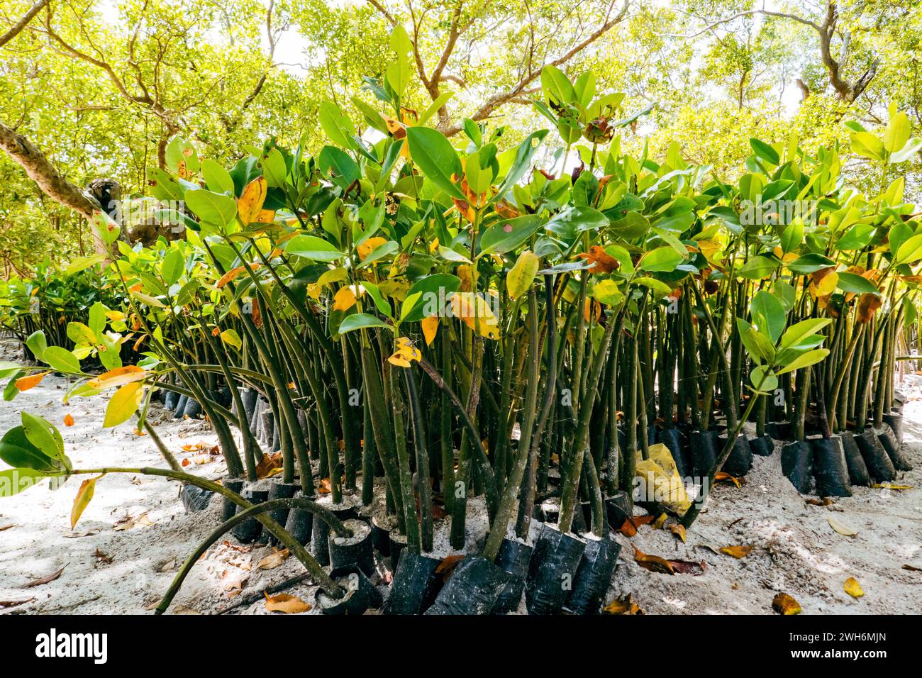 White Mangrove tree seedlings on the beach at Mida Creek in Watamu ...