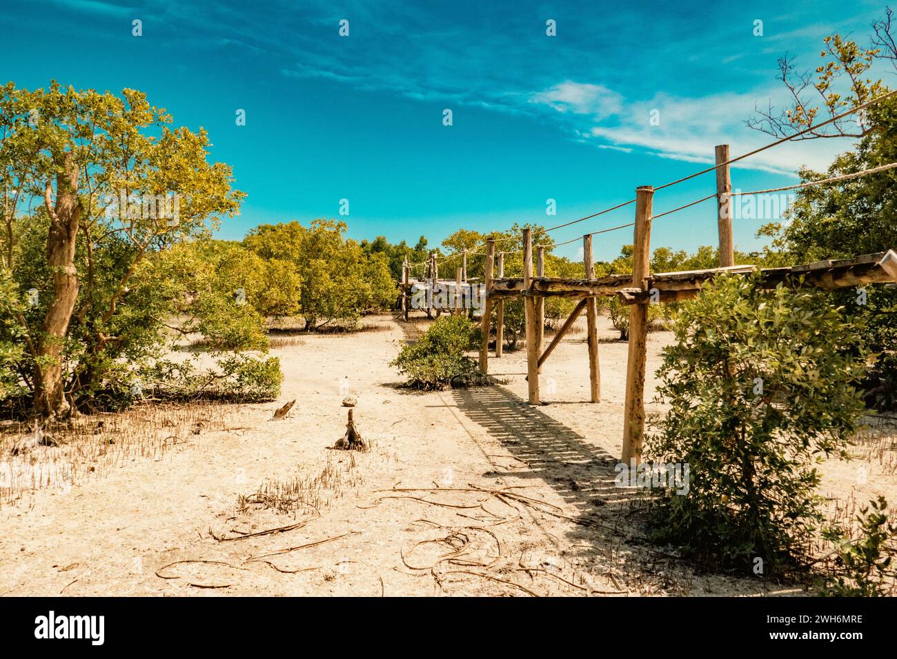 Scenic view of the Mangrove Boardwalk at Mida Creek during low tide in ...