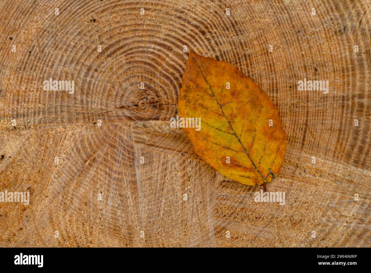 Closeup picture of a Beech tree leaf a cut log Stock Photo - Alamy