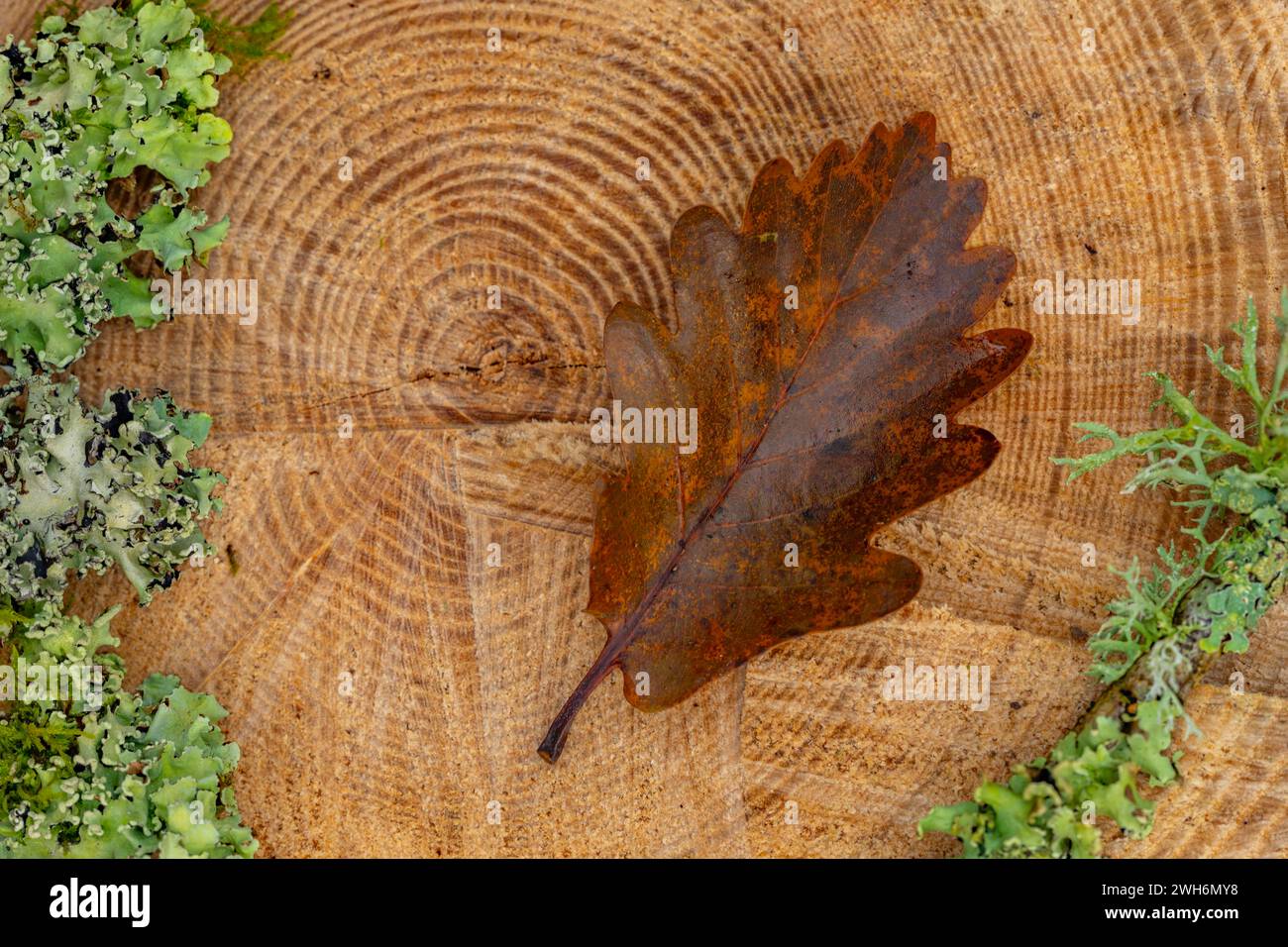 Closeup picture of an oak tree leaf a cut log with Lichen Stock Photo ...