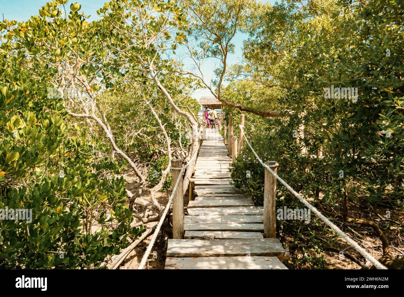 Tourists walking on the Mangrove Boardwalk in Mida Creek during low ...