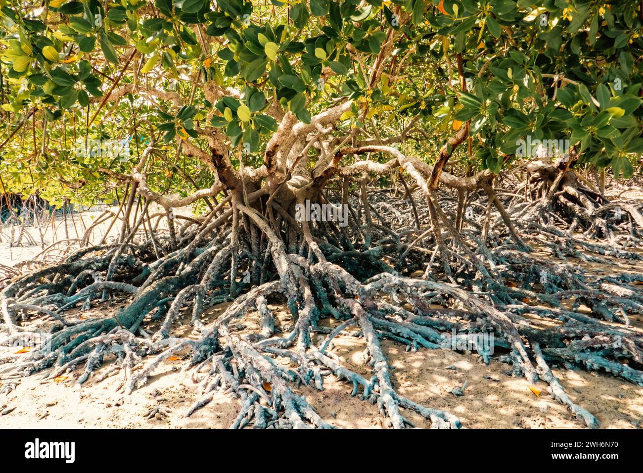 Scenic view of Mangrove Trees growing on the sandy beach of Mida Creek ...