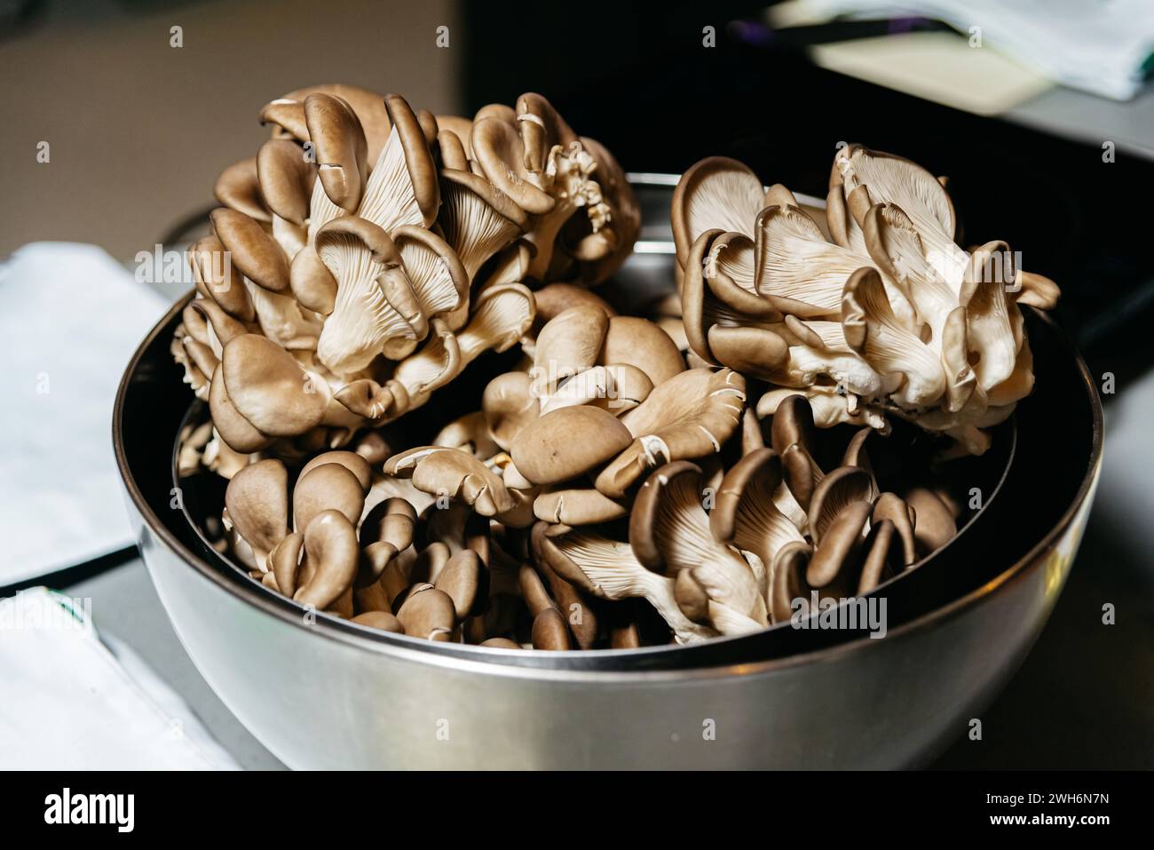 A bountiful collection of fresh oyster mushrooms displayed in a shiny ...