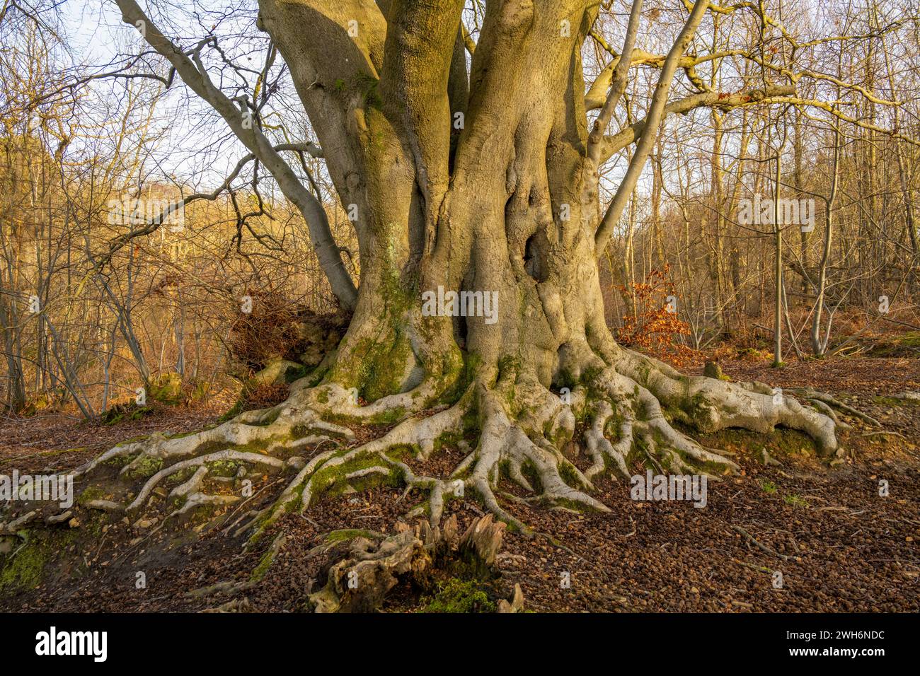 Day trippers tree trunk hi-res stock photography and images - Alamy