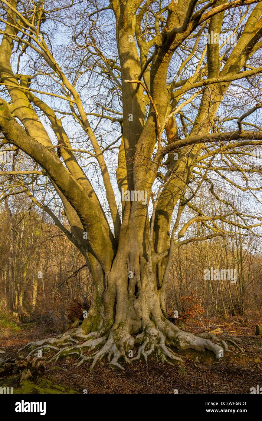 Old beech tree in the woods at Mereworth Kent Stock Photo - Alamy