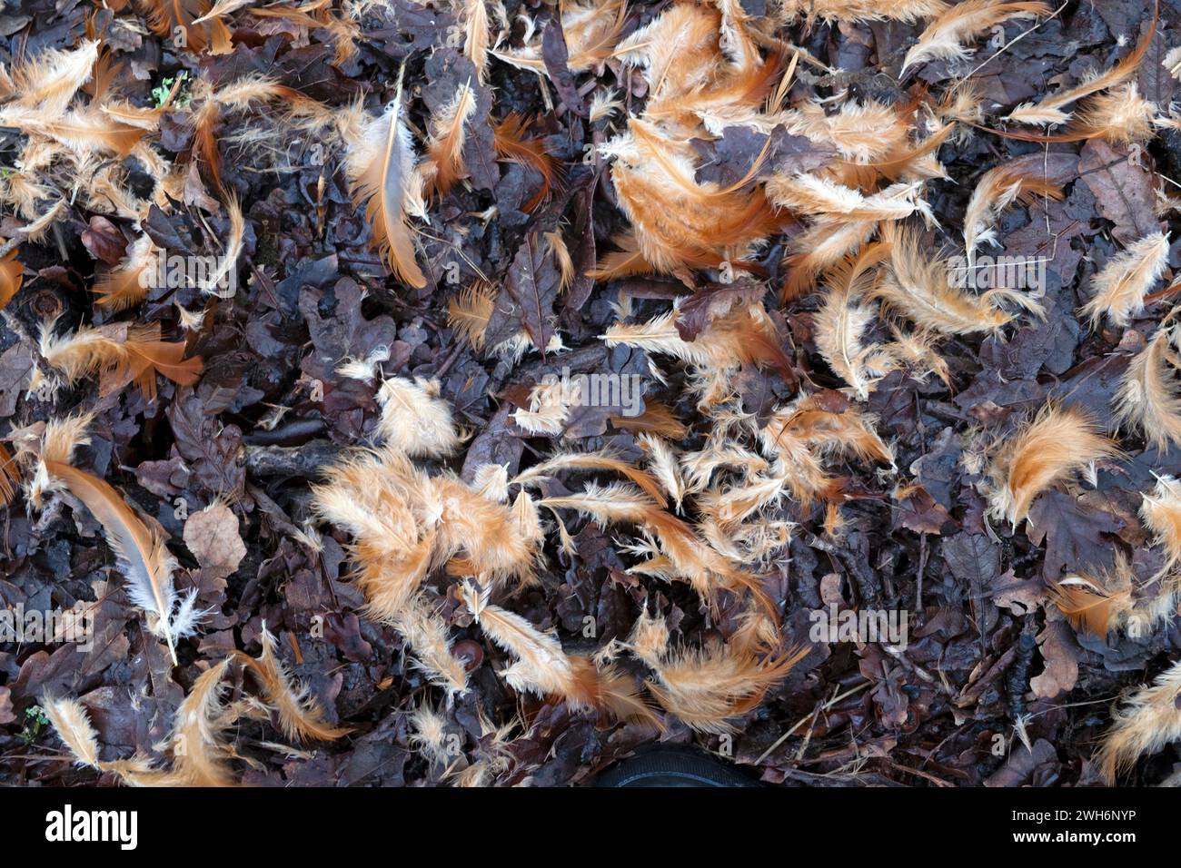 Rhode island red rooster hi-res stock photography and images - Alamy