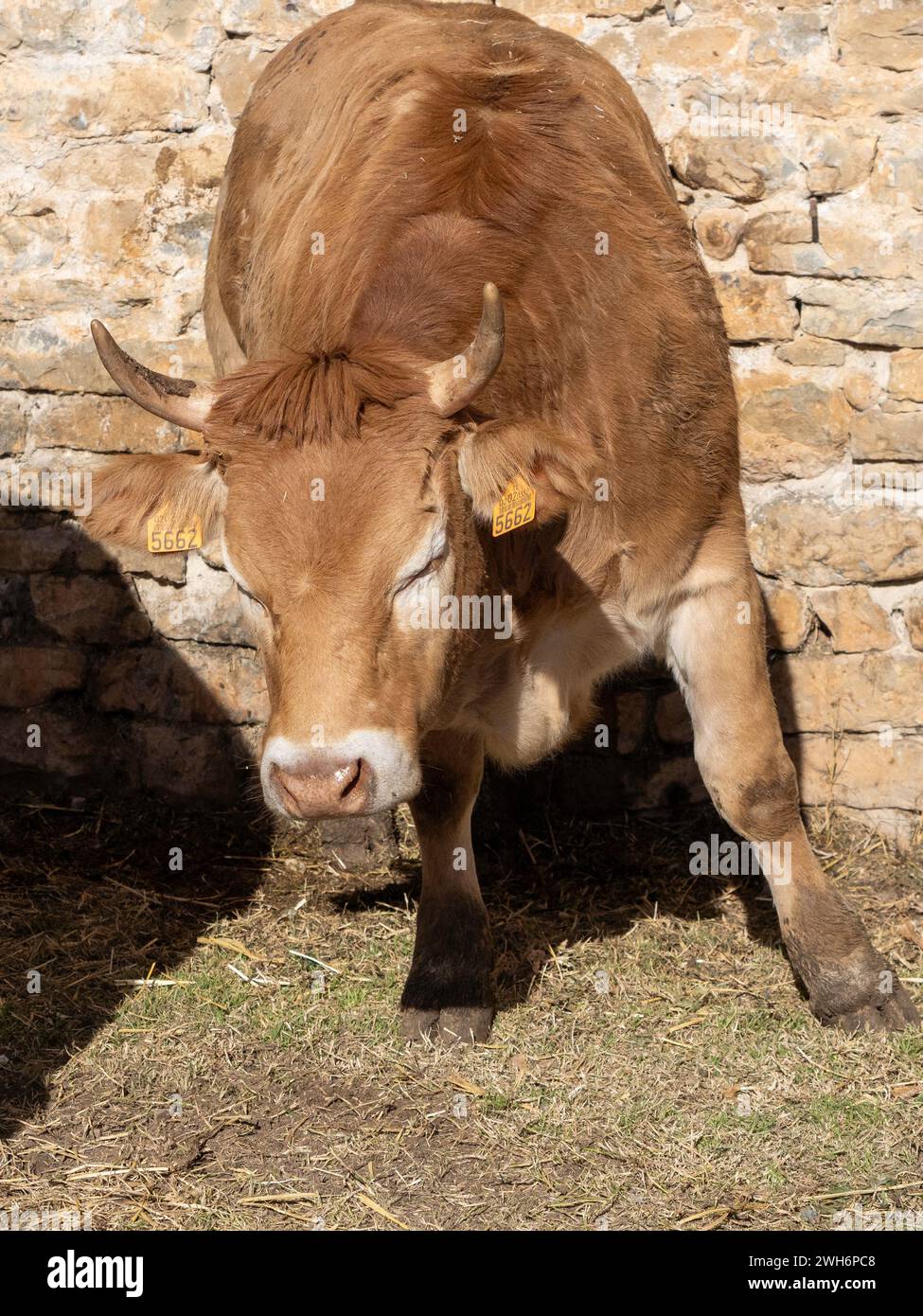Brown cow from the Pyrenees exhibited at the Ainsa Huesca fair. Jersey ...