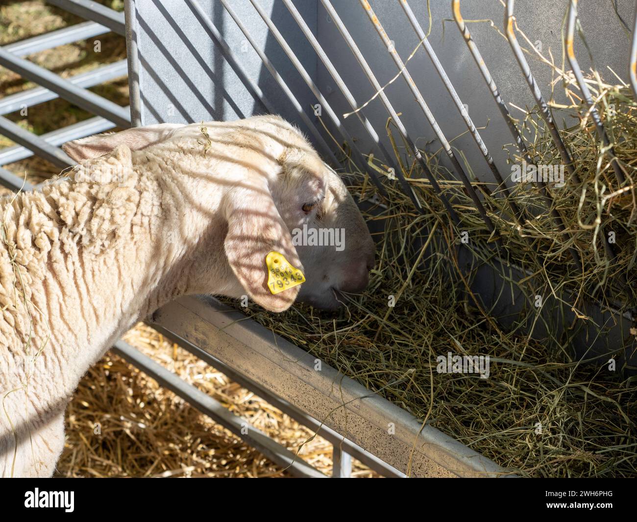 Sheep and cute baby lamb eat organic food together on the farm. The ...