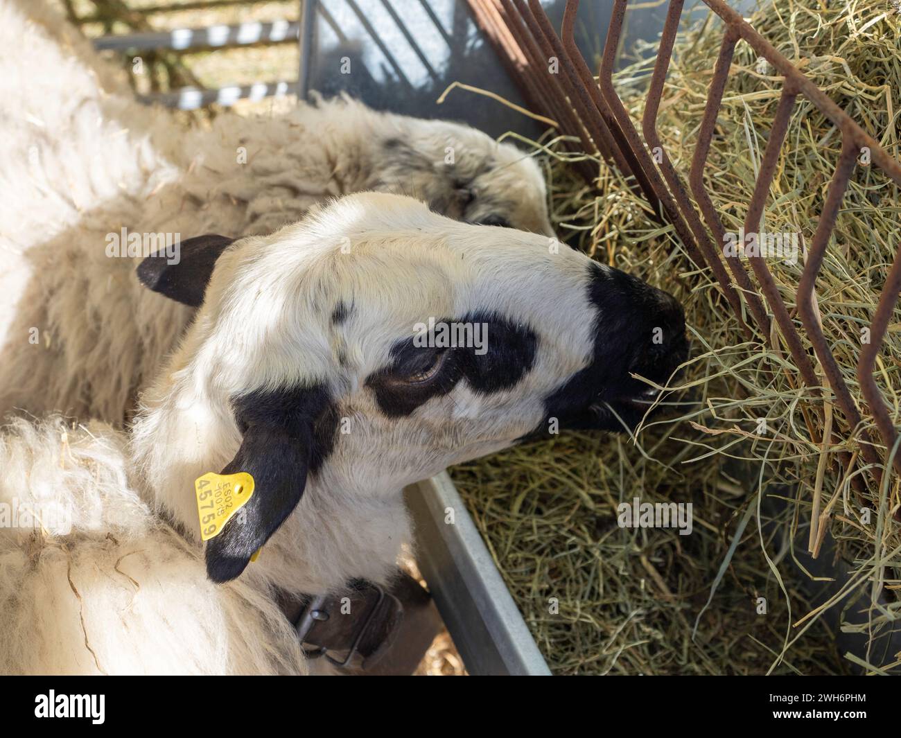 Sheep and cute baby lamb eat organic food together on the farm. The ...