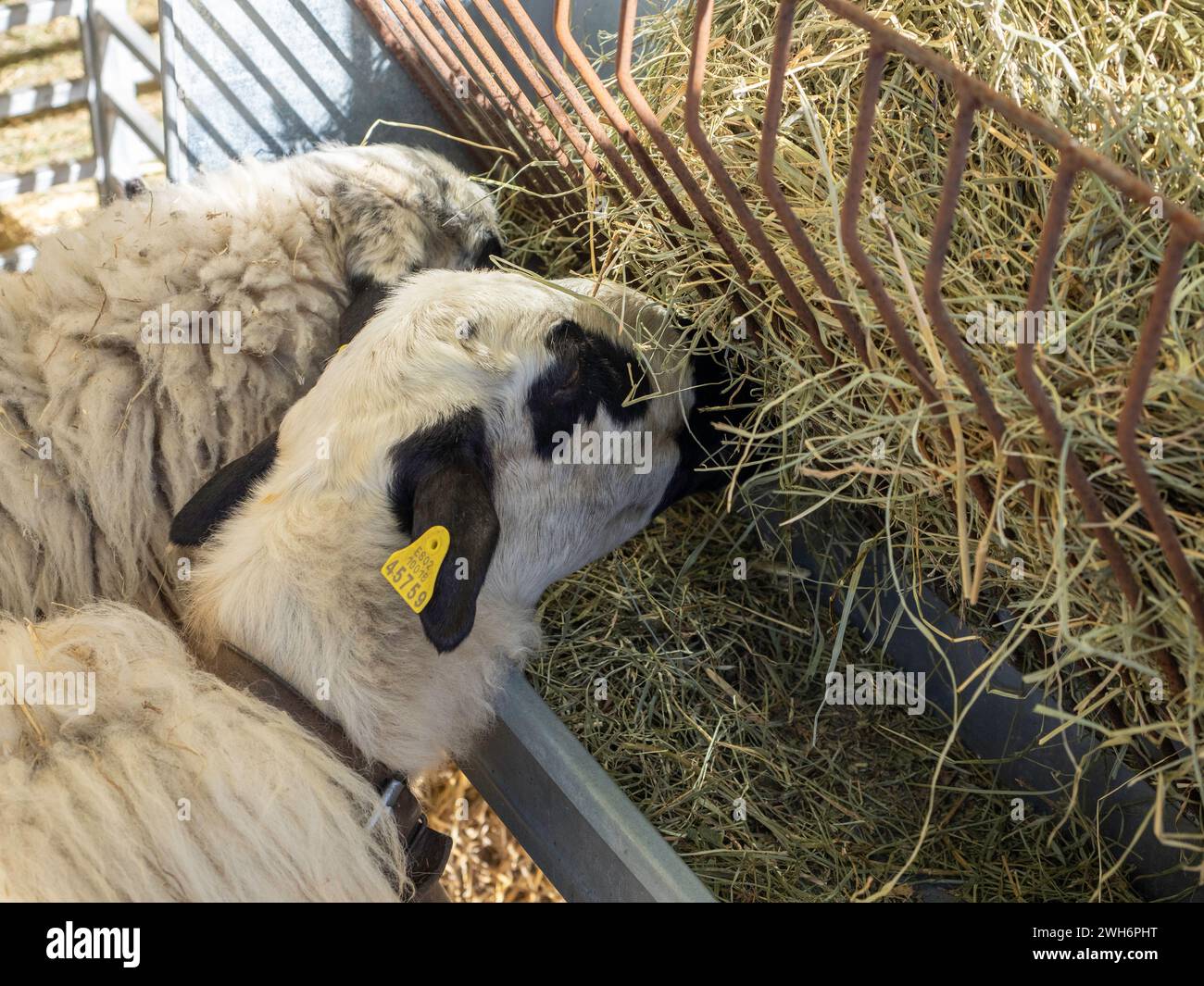 Sheep and cute baby lamb eat organic food together on the farm. The ...