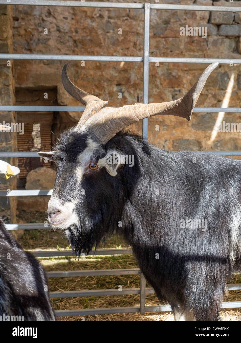 Portrait of a goat on a farm in the village. Beautiful goat posing ...