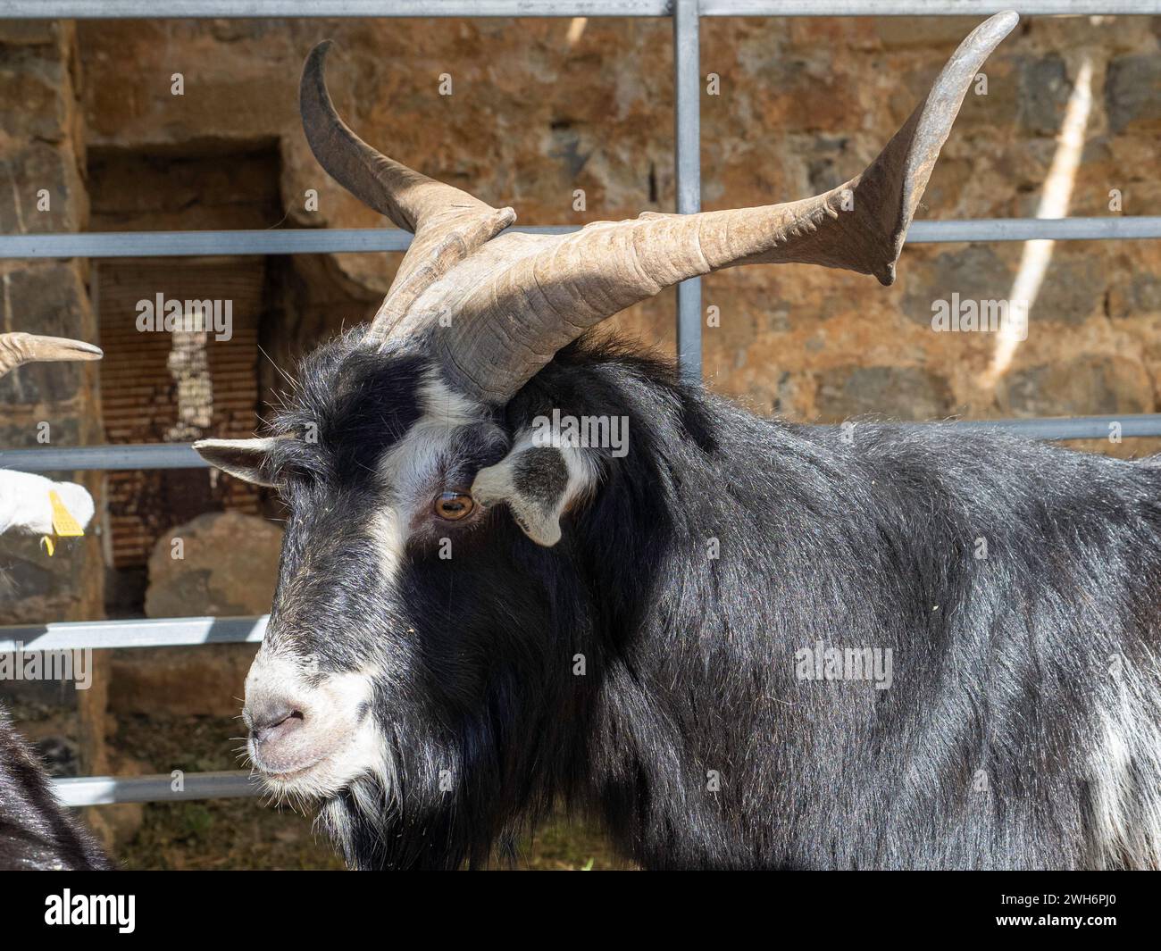 Portrait of a goat on a farm in the village. Beautiful goat posing ...