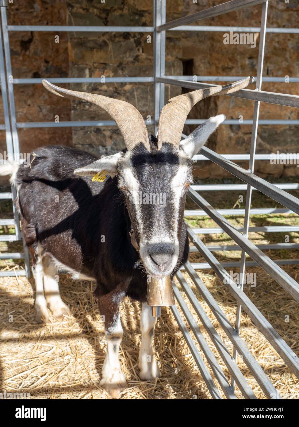 Portrait of a goat on a farm in the village. Beautiful goat posing ...