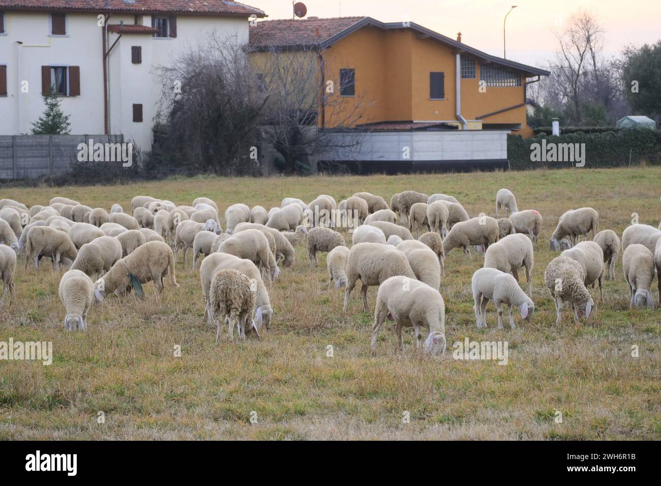 Sheep grazing along the Brembo park, Lombardy, Italy Stock Photo - Alamy