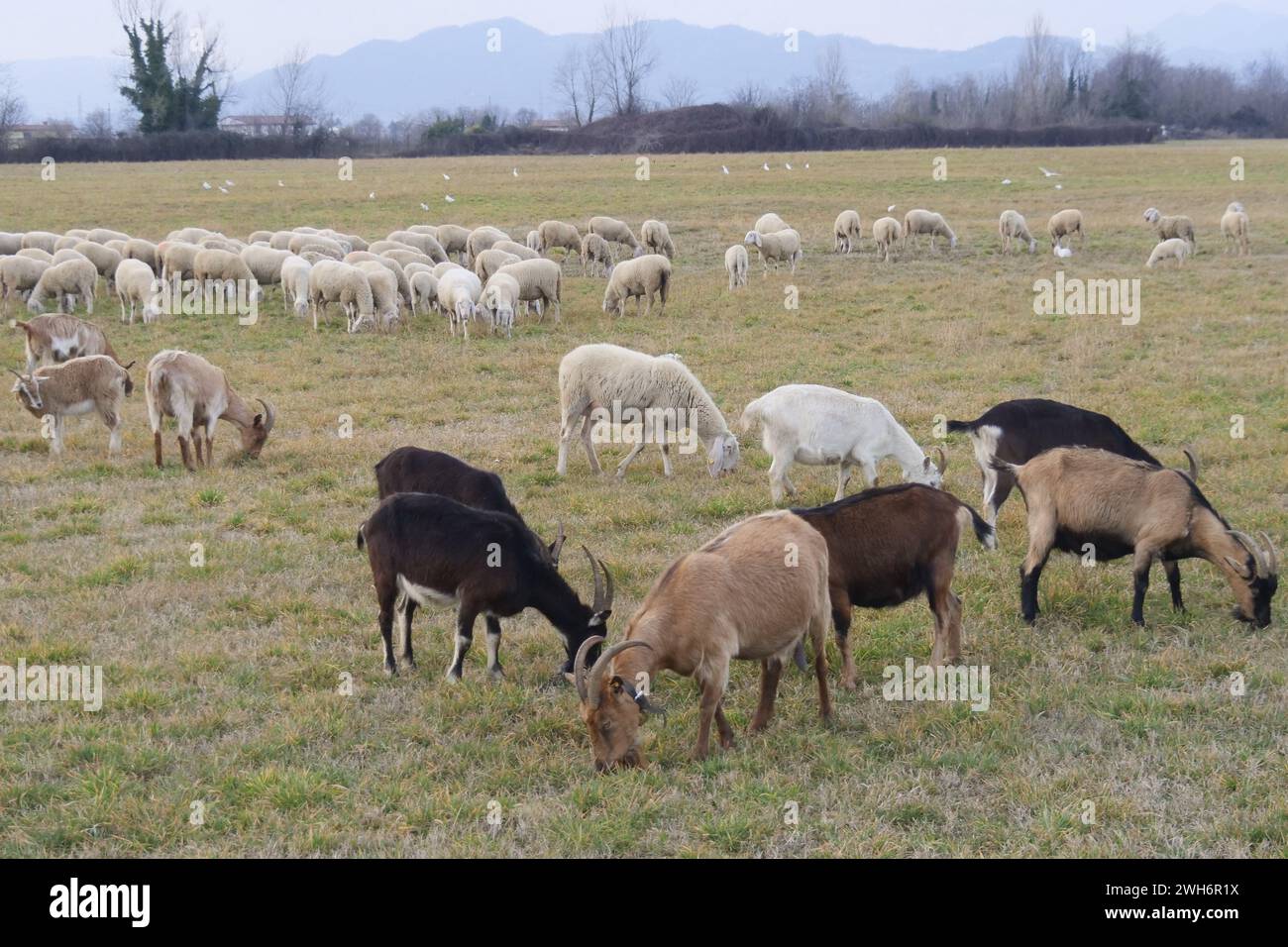 Sheep grazing along the Brembo park, Lombardy, Italy Stock Photo - Alamy