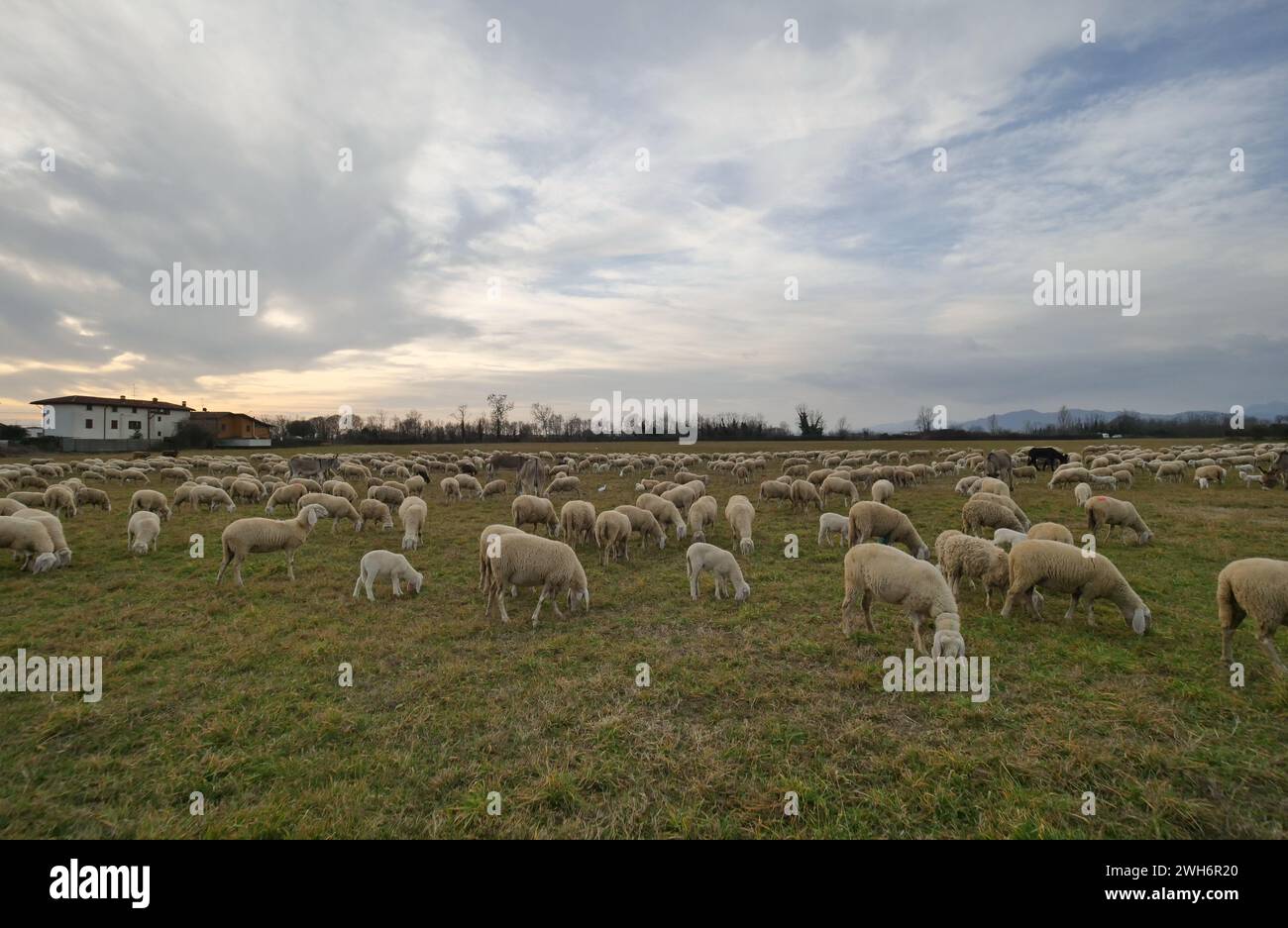 Grazing sheep donkey hi-res stock photography and images - Alamy