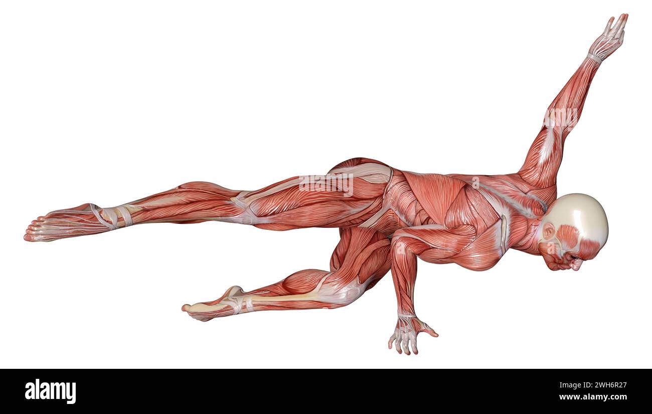 3D rendering of a male figure with muscle maps isolated on white ...