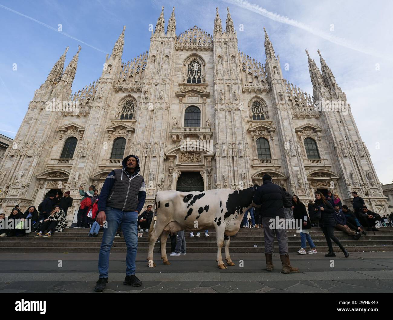 Protest of farmers in Italy in Dome square Milan with the Ercolina cow ...