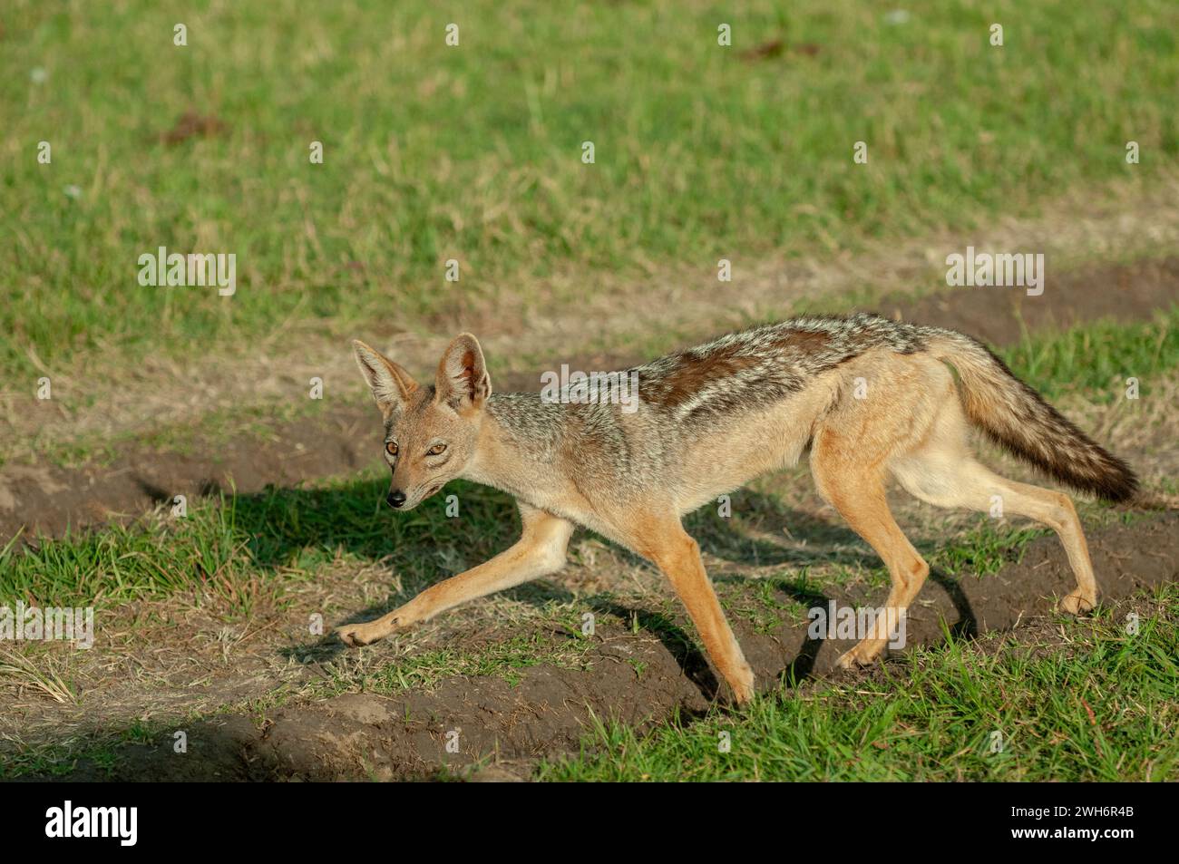 Mobs leopards hi-res stock photography and images - Alamy