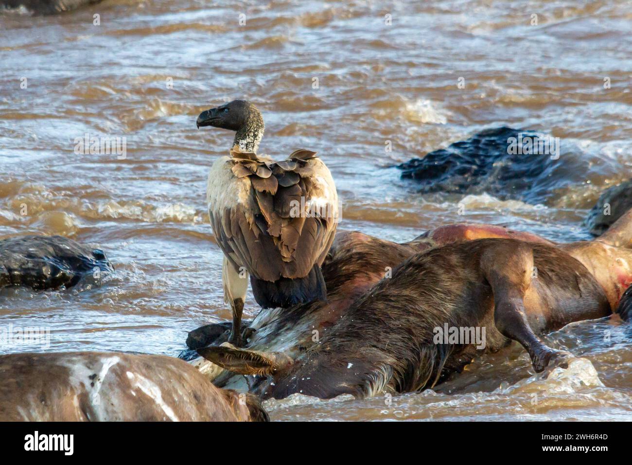 A vulture sits on the carcass of an animal in the Mara River during the ...