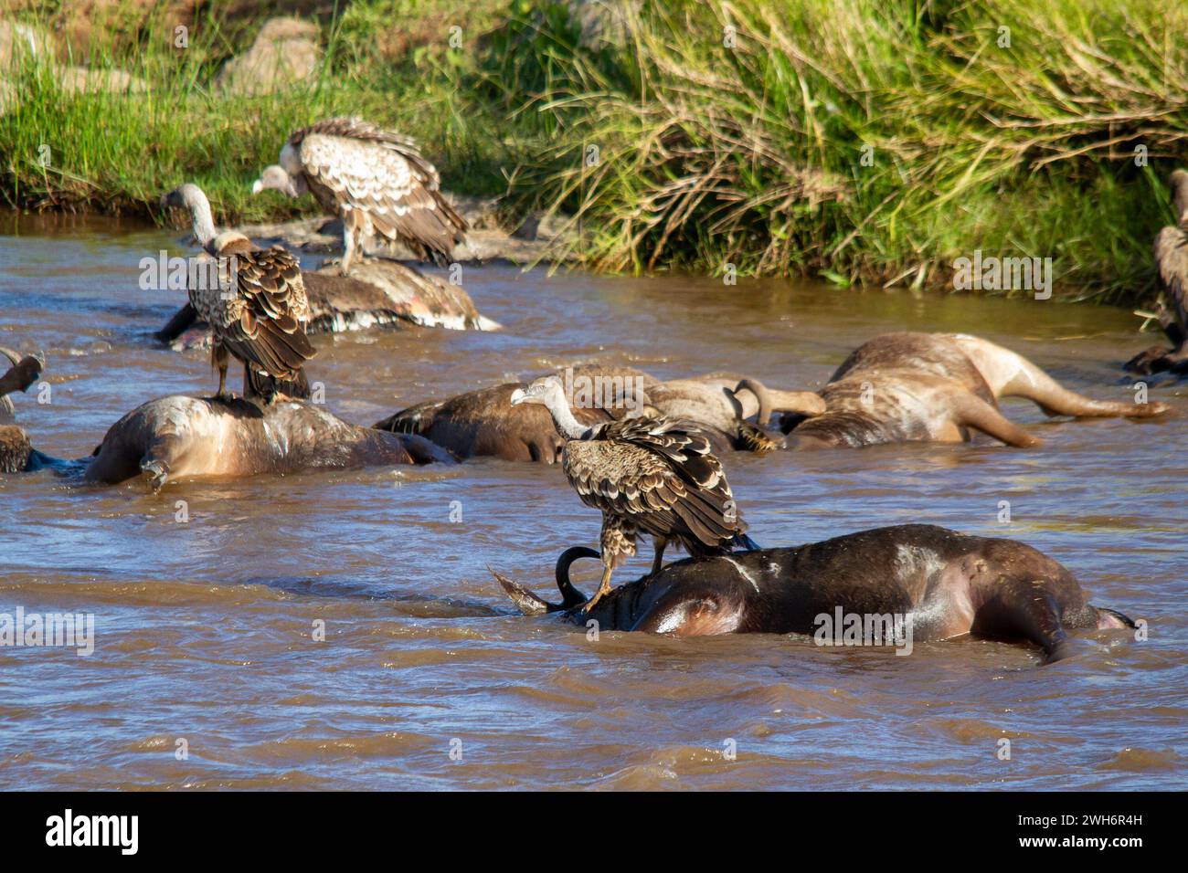 A vulture sits on the carcass of an animal in the Mara River during the ...