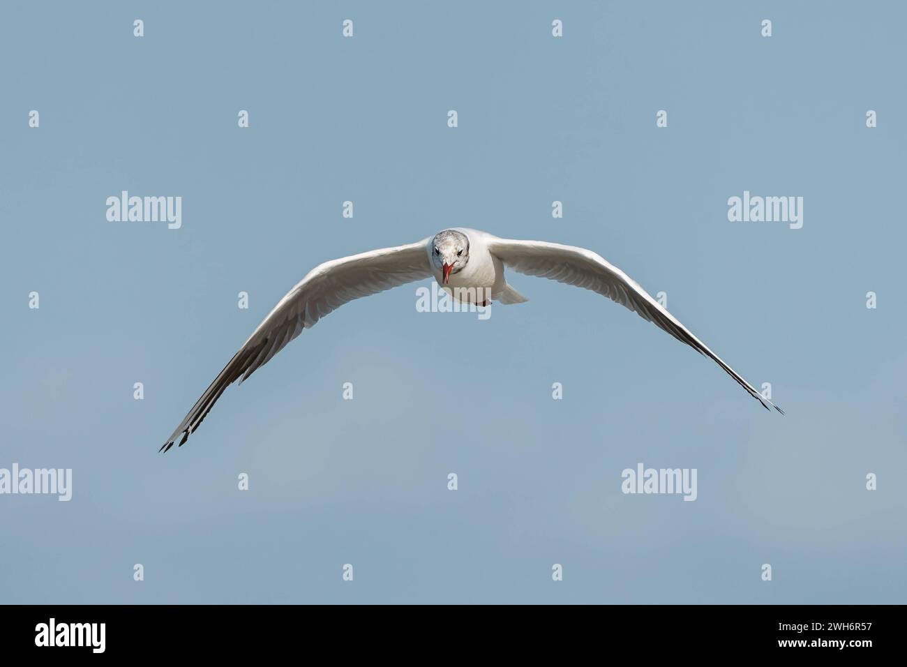 A black-headed gull Chroicocephalus ridibundus flying, blue sky, sunny ...
