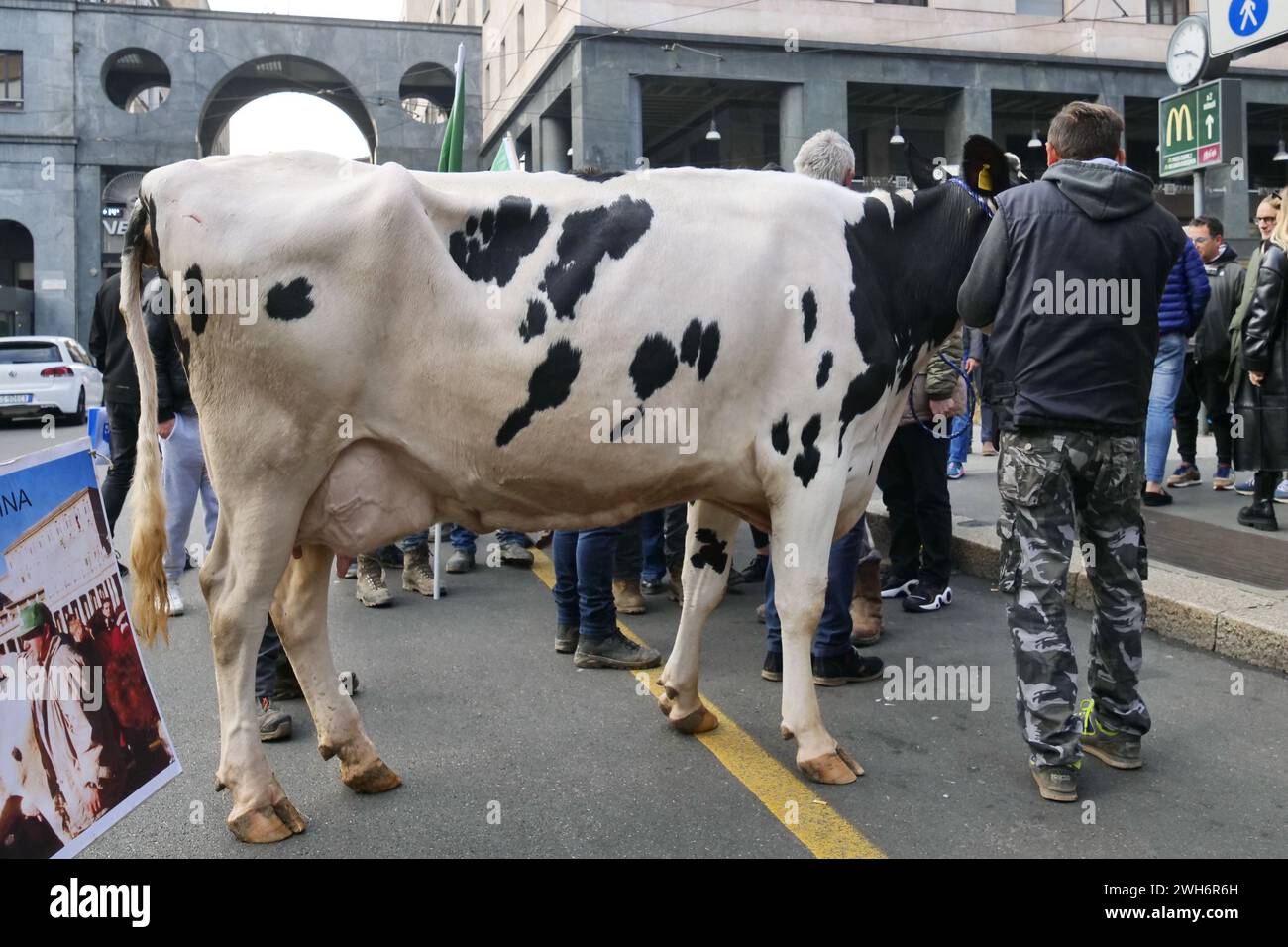 Protest of farmers in Italy in Dome square Milan with the Ercolina cow ...