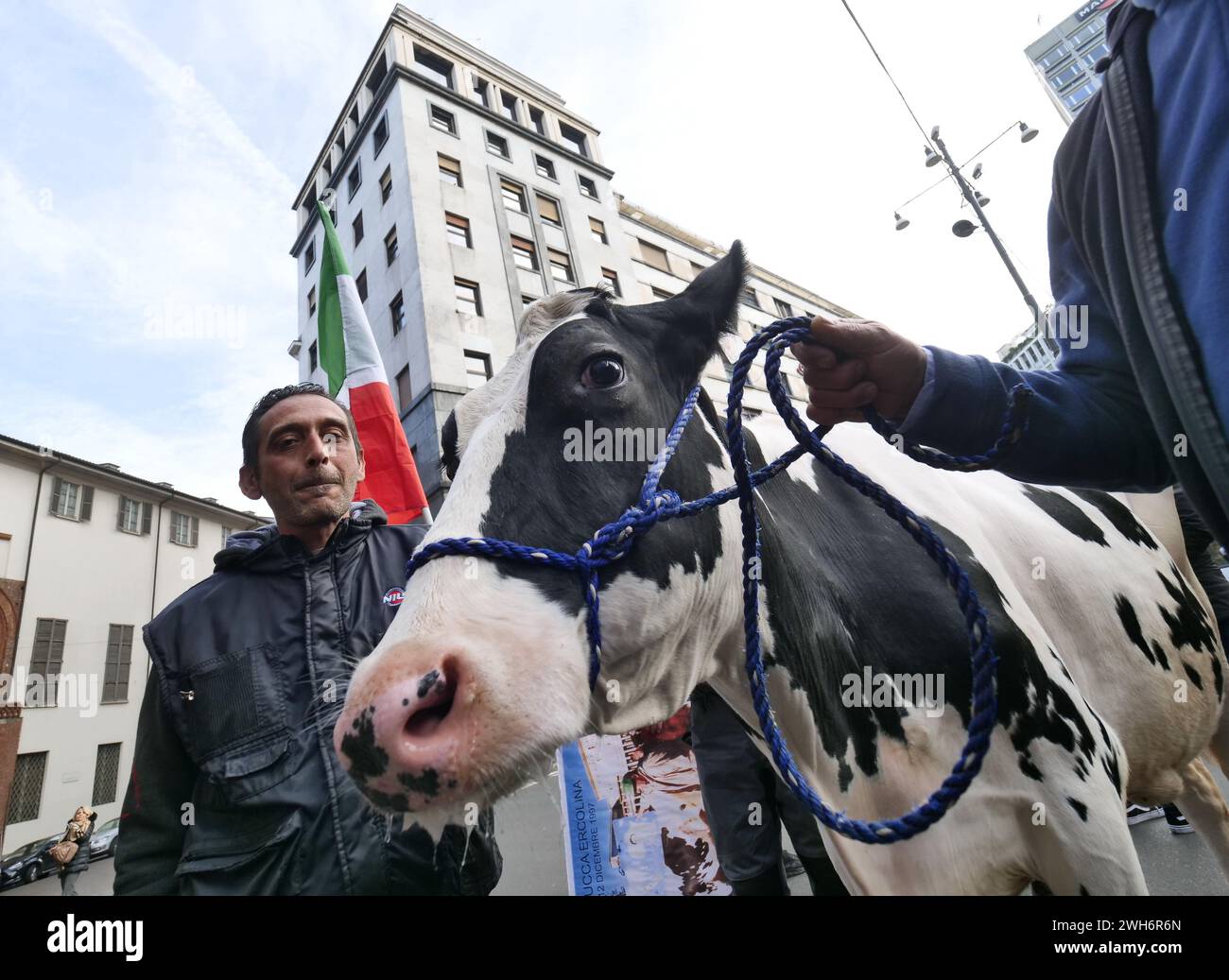 Protest of farmers in Italy in Dome square Milan with the Ercolina cow ...