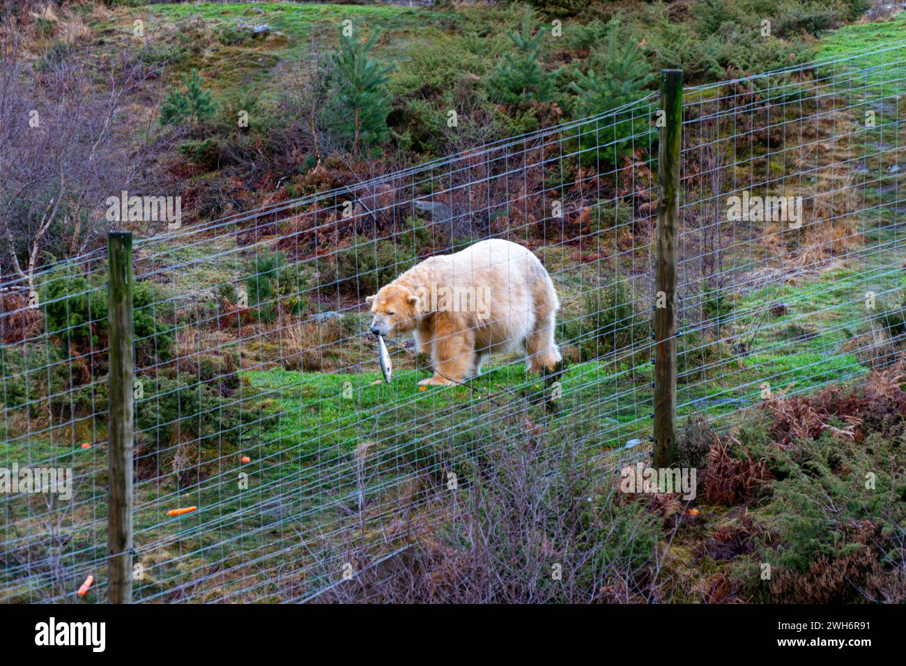 Brown bear looking over a fence Stock Photo - Alamy