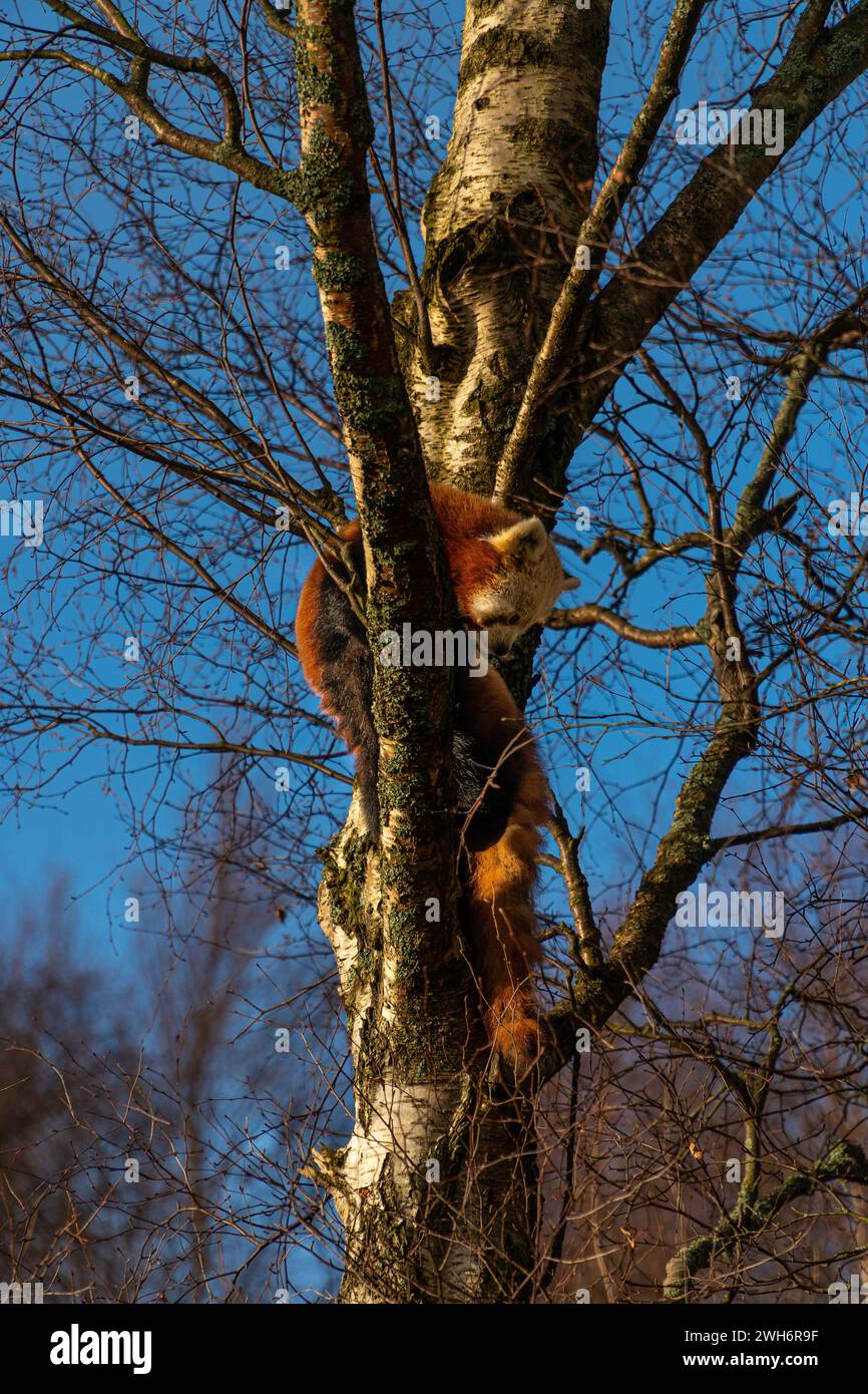 A fox scaling a woodland tree Stock Photo - Alamy