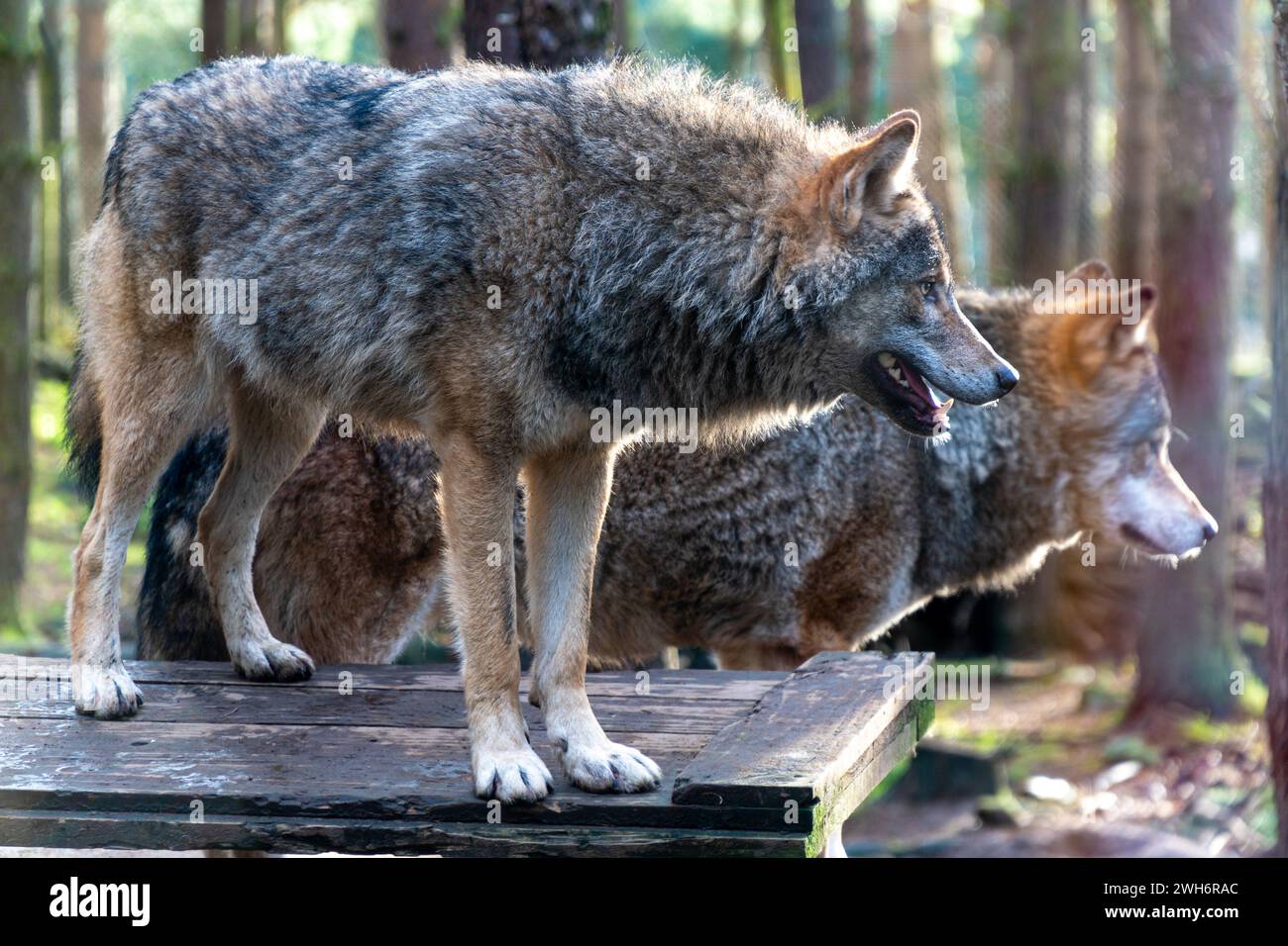 North american timber wolves hi-res stock photography and images - Alamy