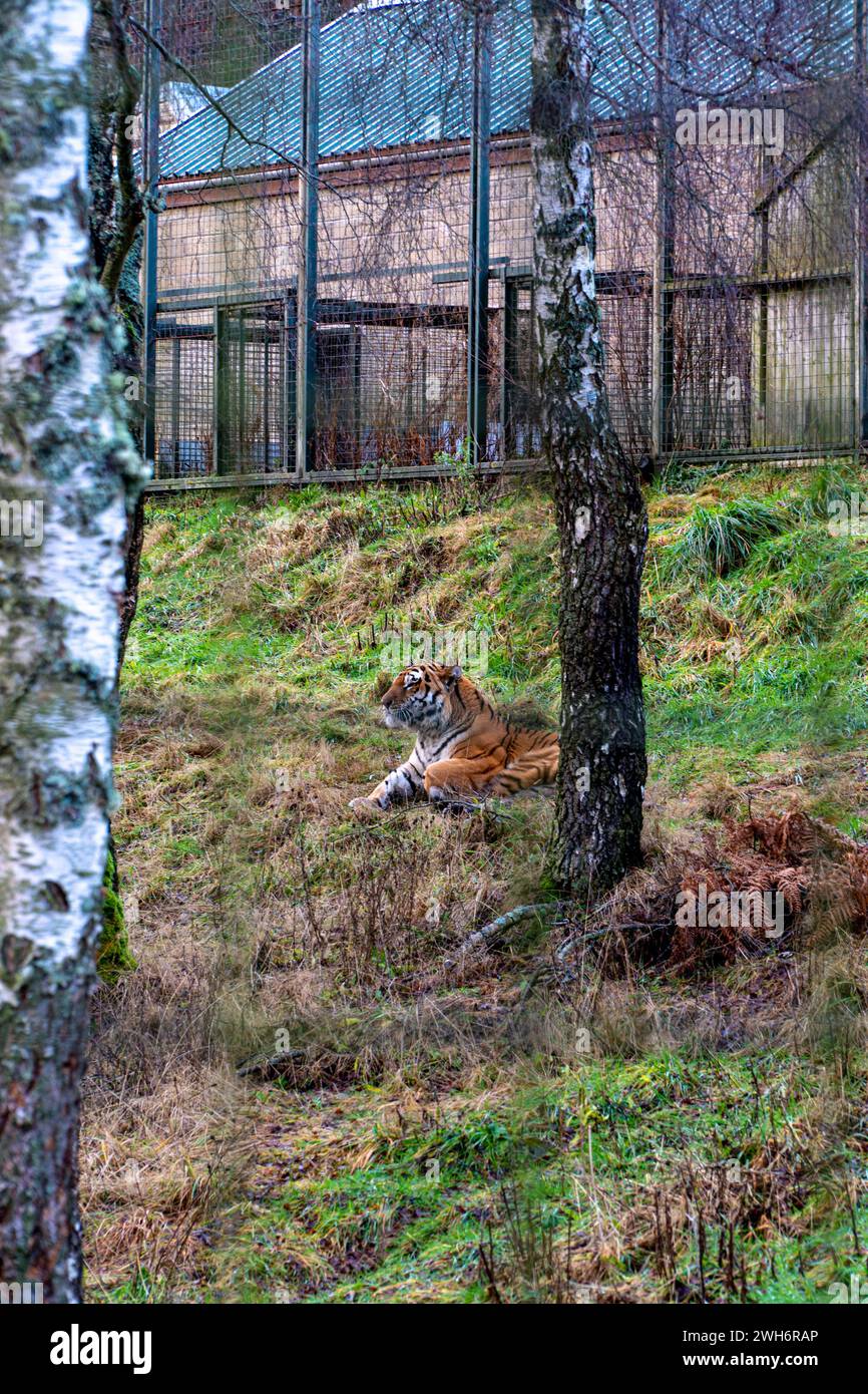 A tiger resting near a tree while a bird observes Stock Photo - Alamy