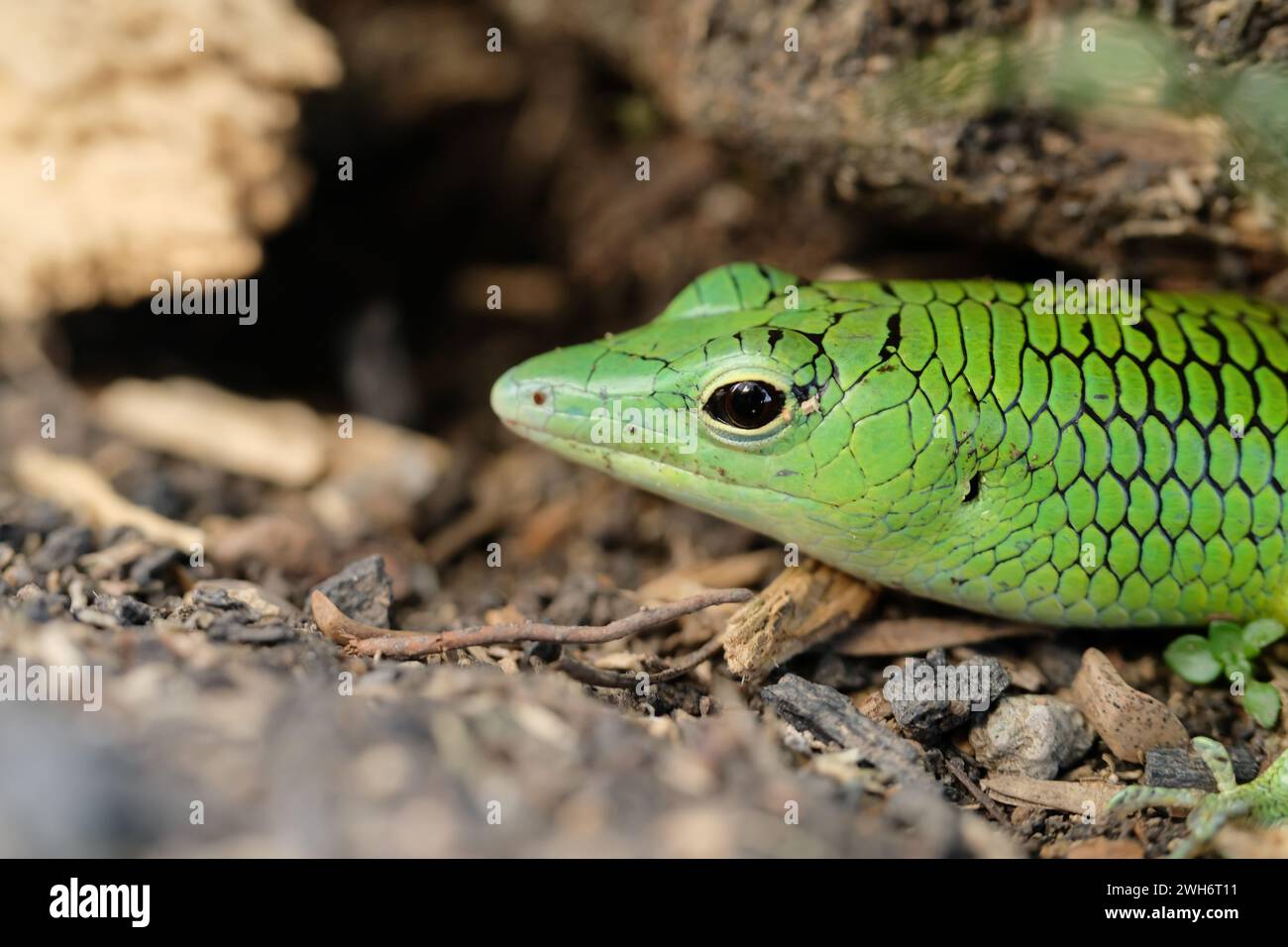 Lizard face macro hi-res stock photography and images - Alamy