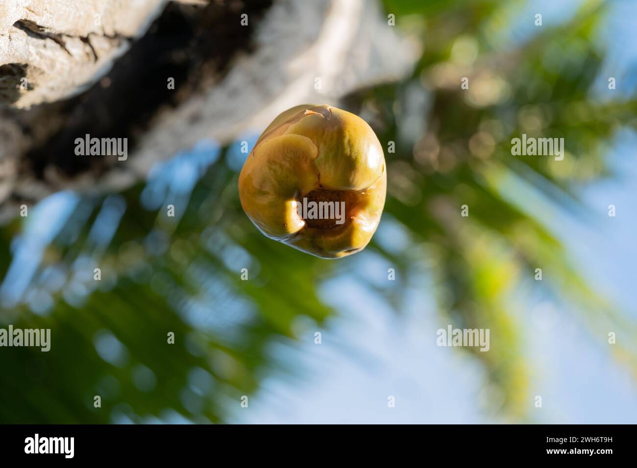 Small coconuts fall from the coconut tree Stock Photo - Alamy