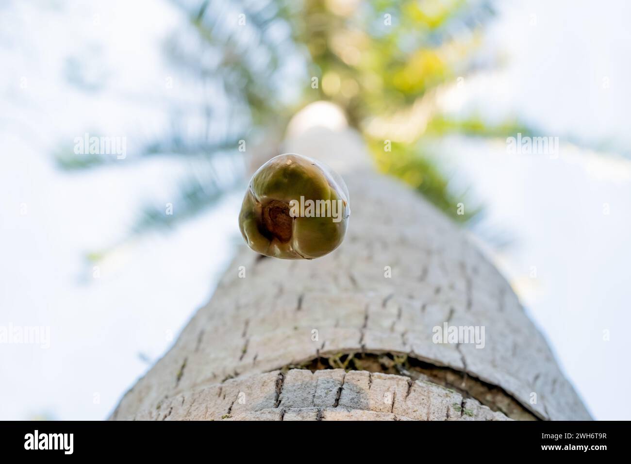 Small coconuts fall from the coconut tree Stock Photo - Alamy