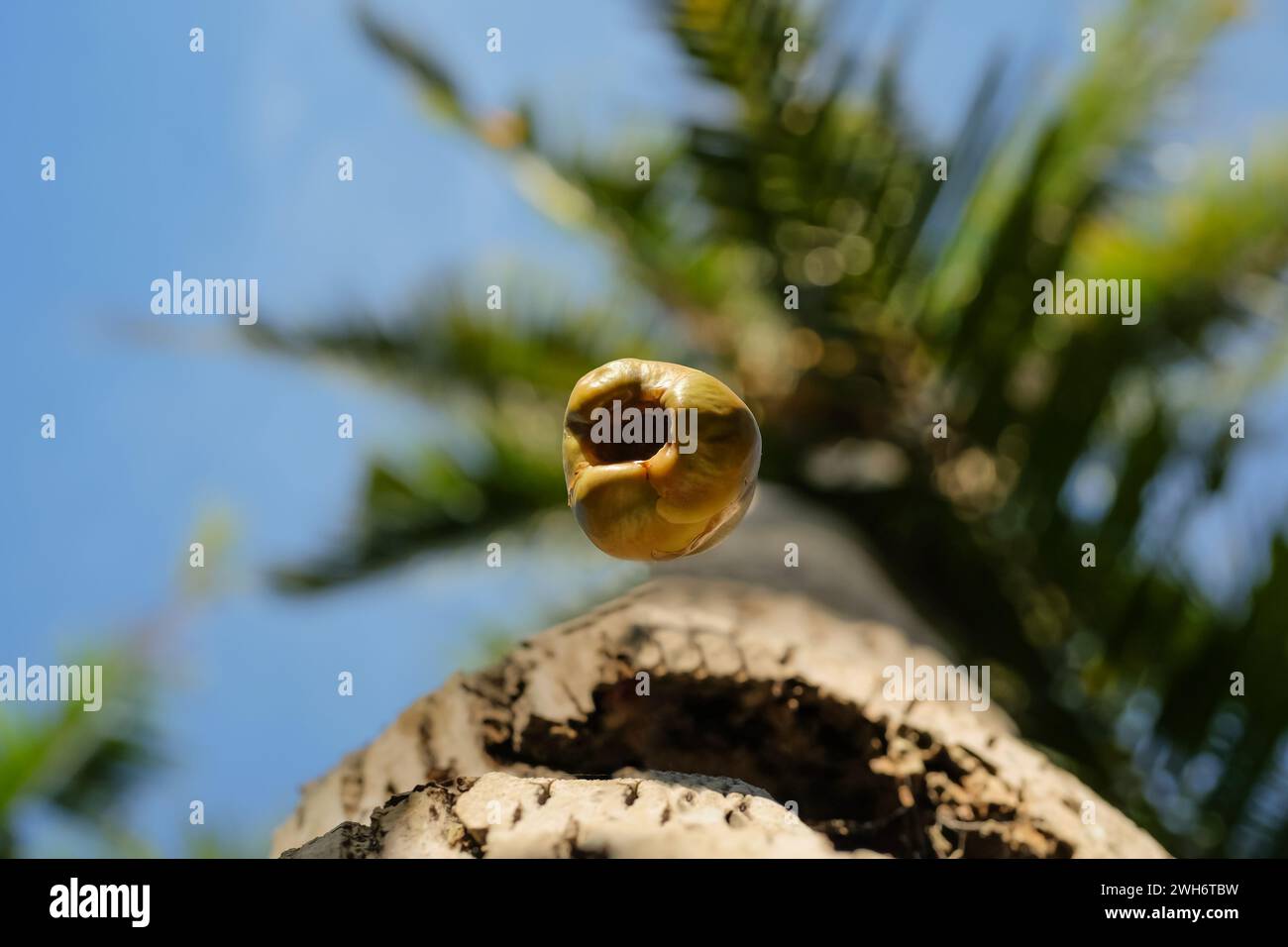 Small coconut tree hi-res stock photography and images - Alamy