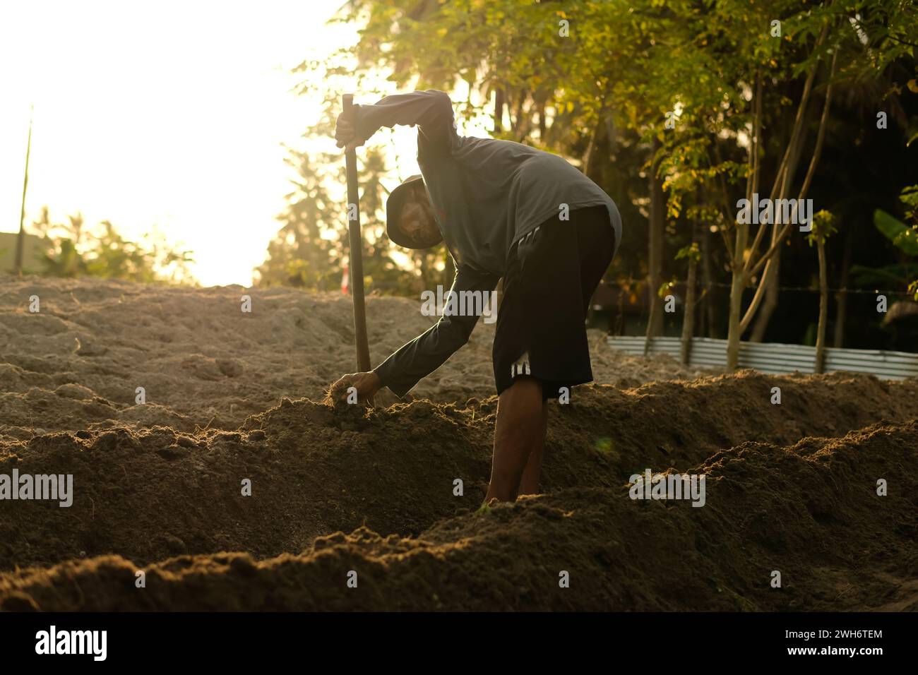 They are cultivated on plantations hi-res stock photography and images - Alamy