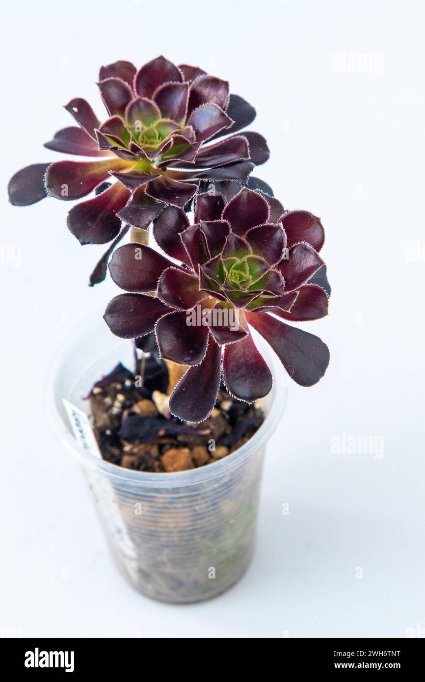 Aeonium Schwarzkopf plant succulent in pot. Little flower on white ...