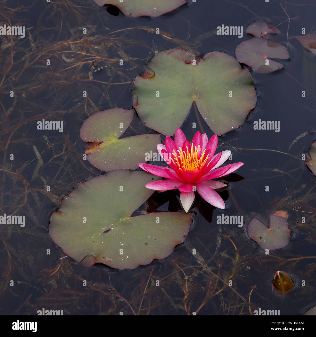 Closeup of the rose red flowers of the star-shaped aquatic garden plant ...