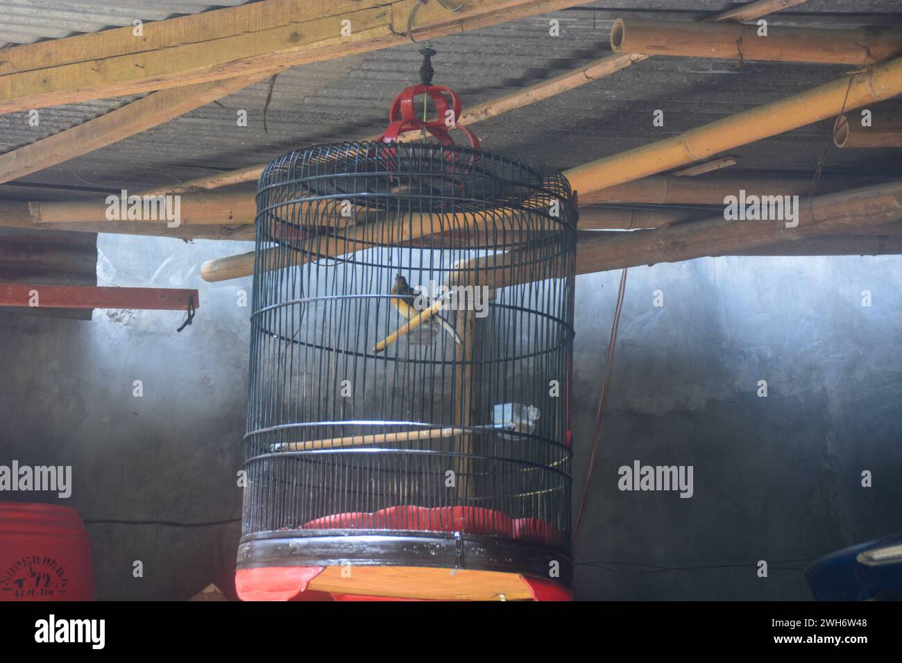 Canary avifauna hi-res stock photography and images - Alamy