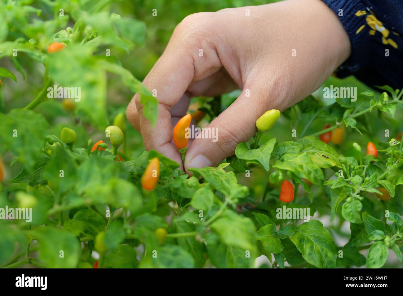 Close up female hands picking hi-res stock photography and images - Alamy