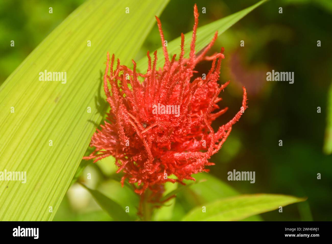 Tropical plants from Indonesia. Gardens in Indonesia Stock Photo - Alamy