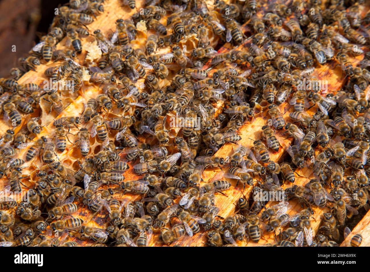 Frames of a beehive. Close up view of the opened hive body showing the ...