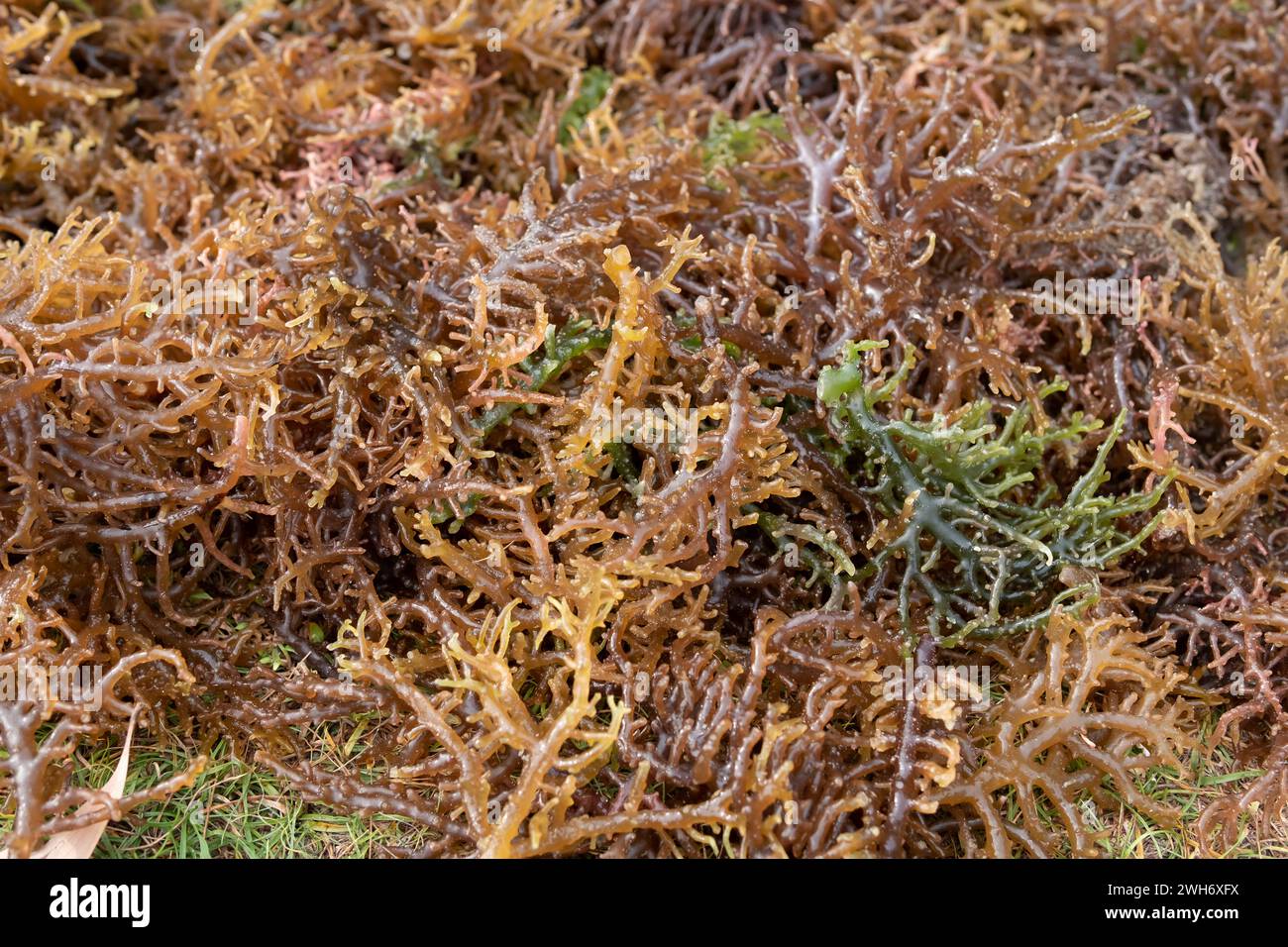 Seaweed drying. The harvested algae are dried in the sun or drained ...