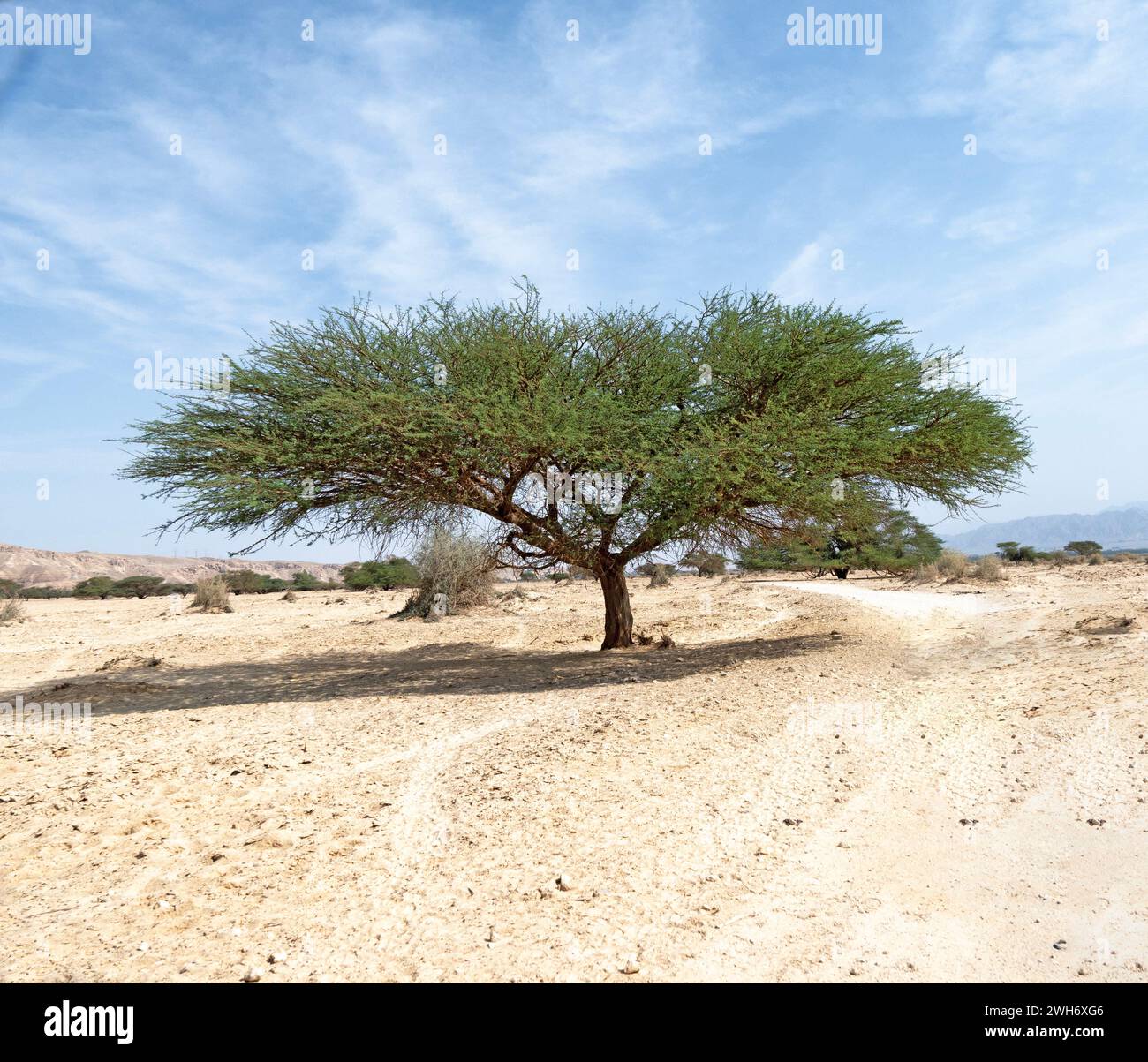 Accacia tree in Israeli desert Stock Photo - Alamy