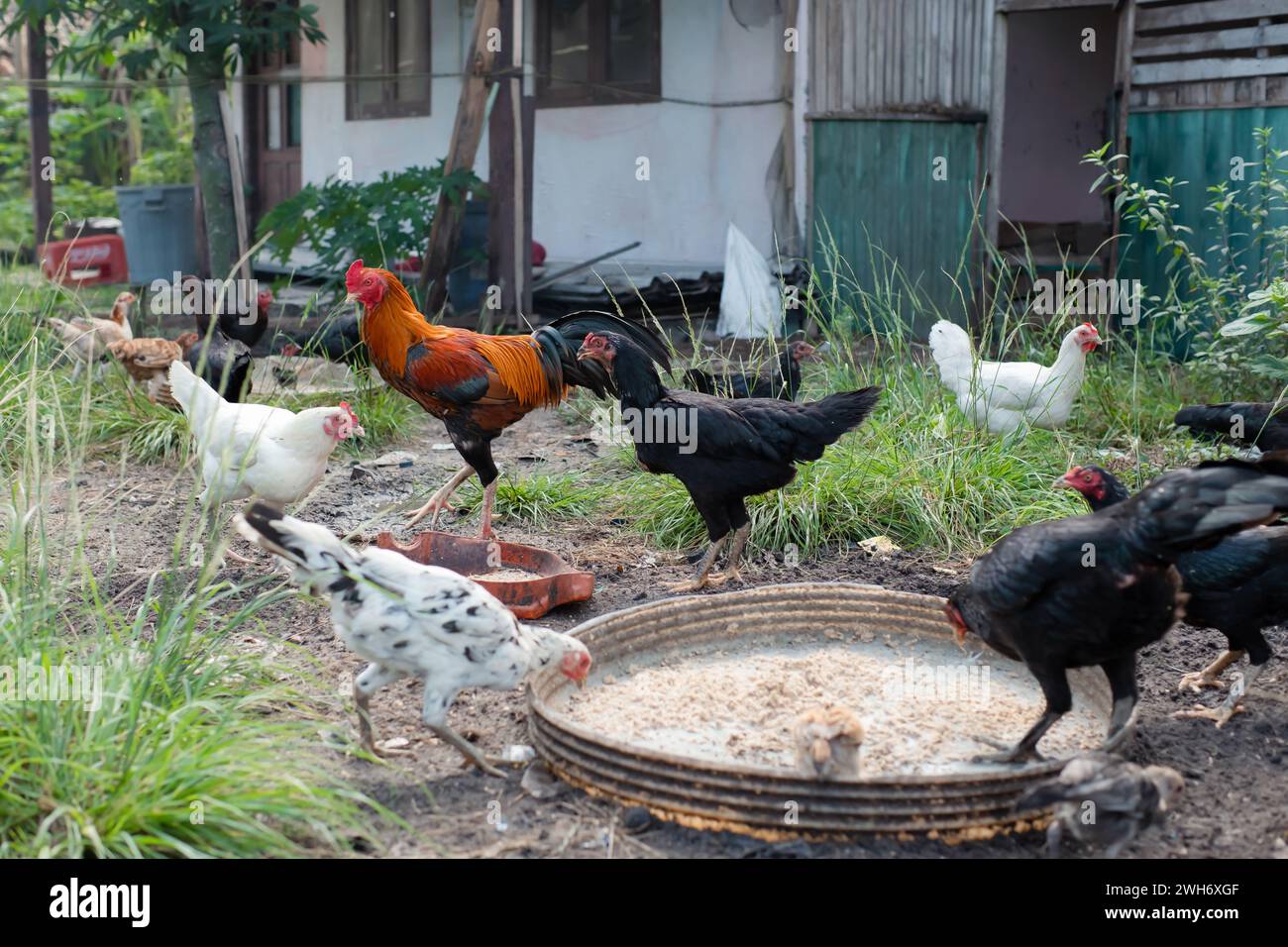 Chickens eat in traditional rural farm. Poultry farming concept Stock ...