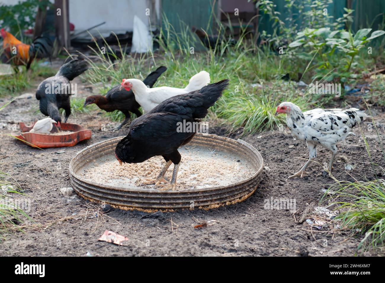 Chickens eat in traditional rural farm. Poultry farming concept Stock ...