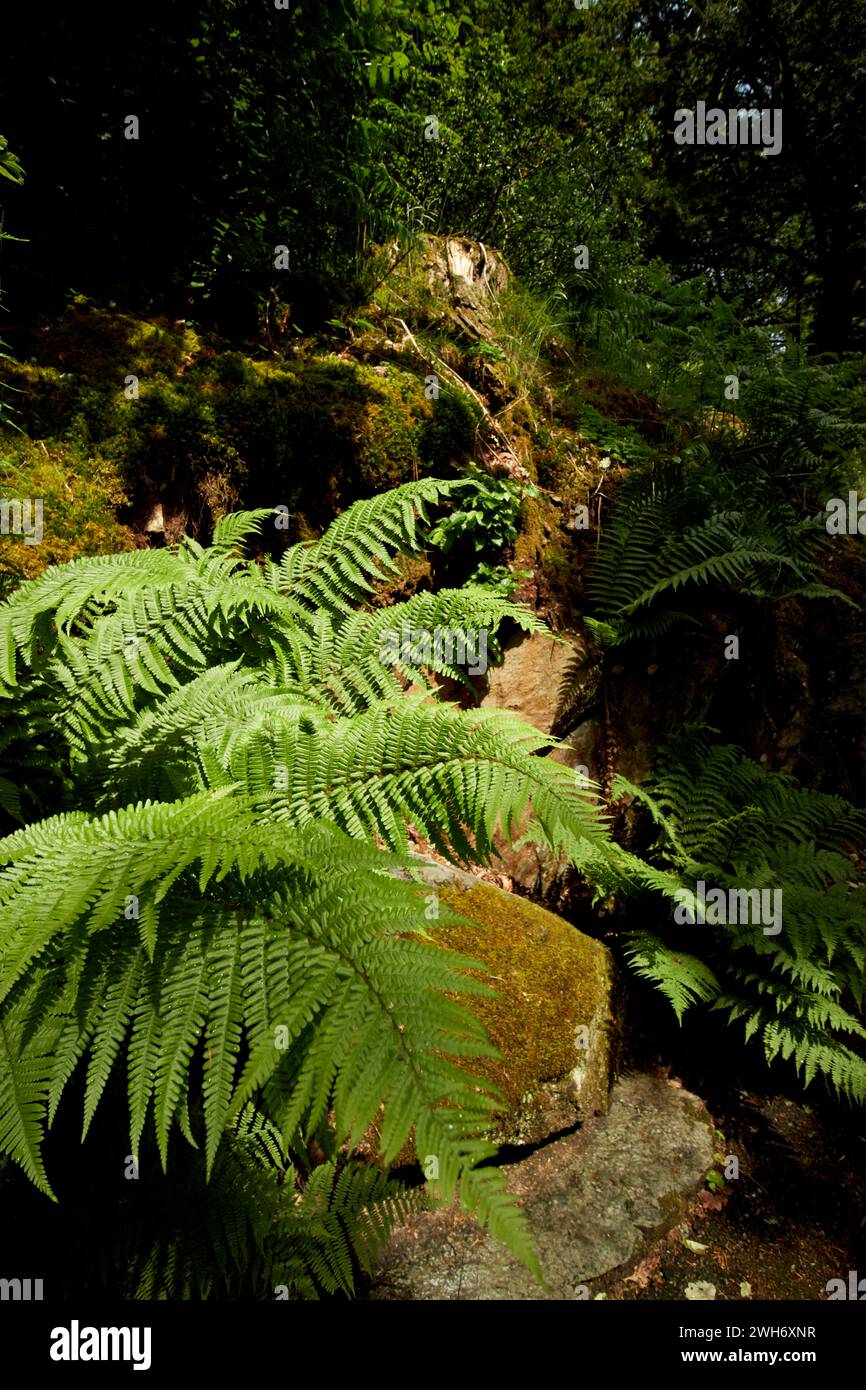 fern growing in a forest in the lake district cumbria england uk Stock ...