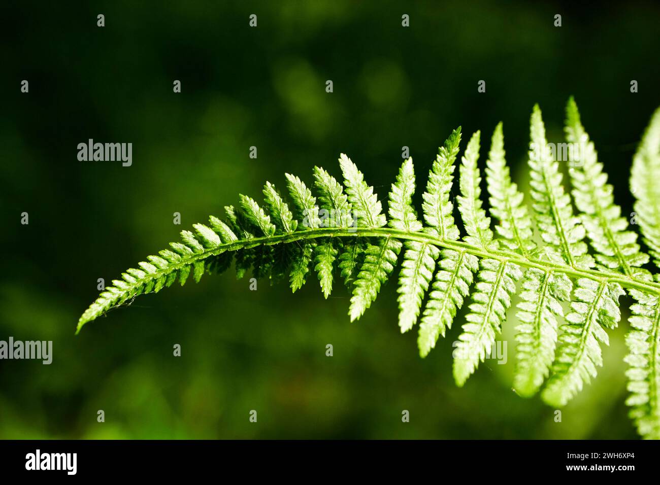 fern growing in a forest in the lake district cumbria england uk Stock ...