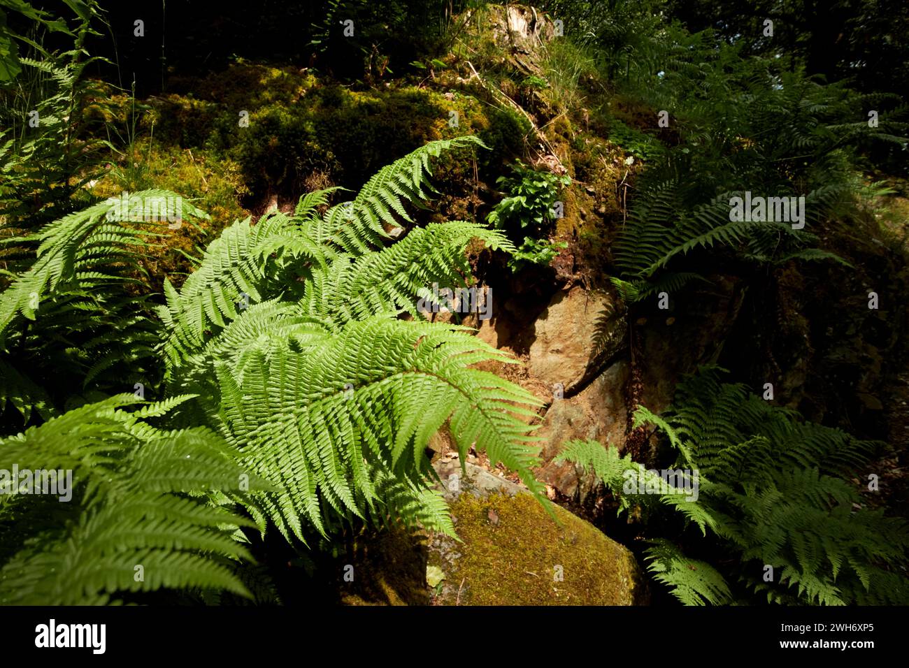 fern growing in a forest illuminated by sunlight breaking through tree ...